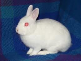 Hvit pels, røde øyne kanin ble funnet i Viken | Dyrebar.no