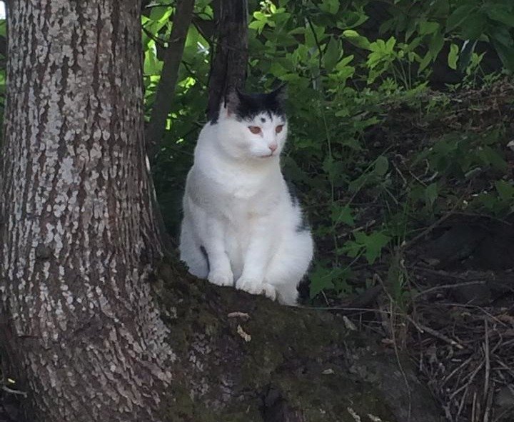 Hvit med sorte avteg katt ble funnet i Asker | Dyrebar.no