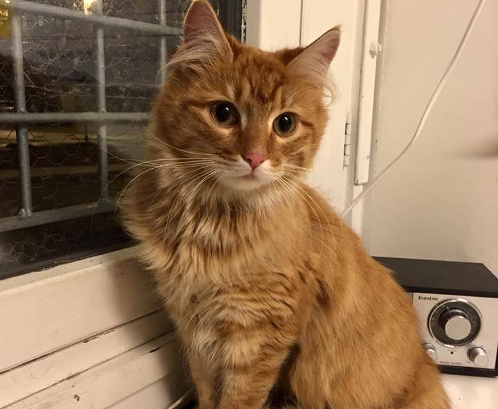 Oransje katt funnet i Trøndelag | Dyrebar.no