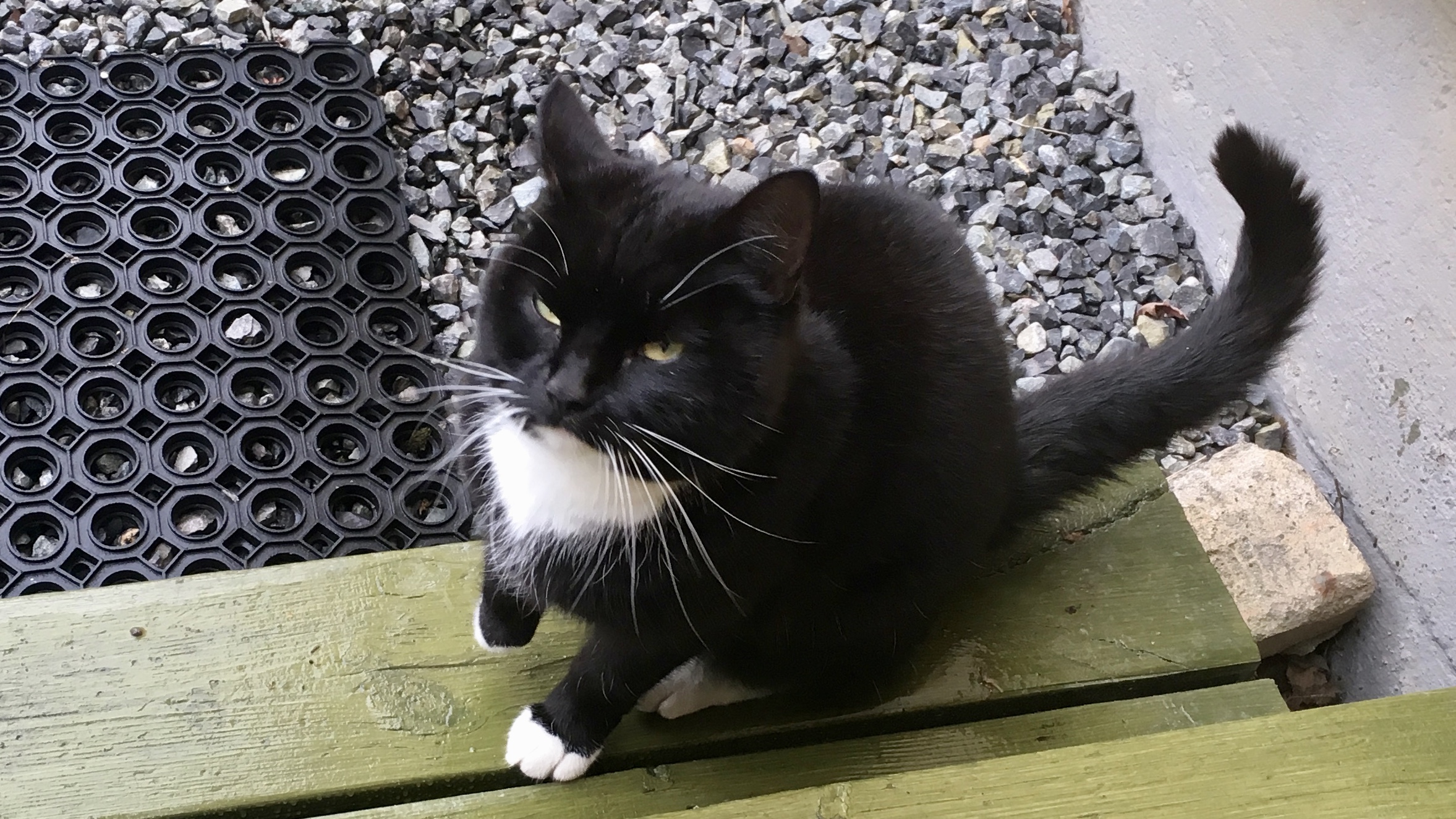 Svart og hvit katt ble funnet i Sandefjord | Dyrebar.no