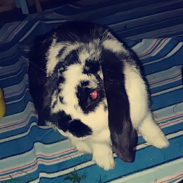 Sort/hvit kanin funnet i Lier | Dyrebar.no