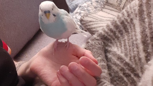 Fugler savnet i Norge | Dyrebar.no