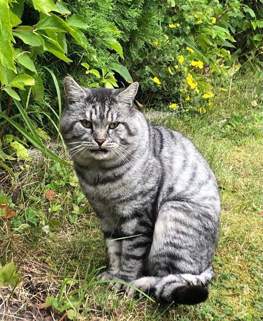 Tigret grå hannkatt funnet i Asker | Dyrebar.no